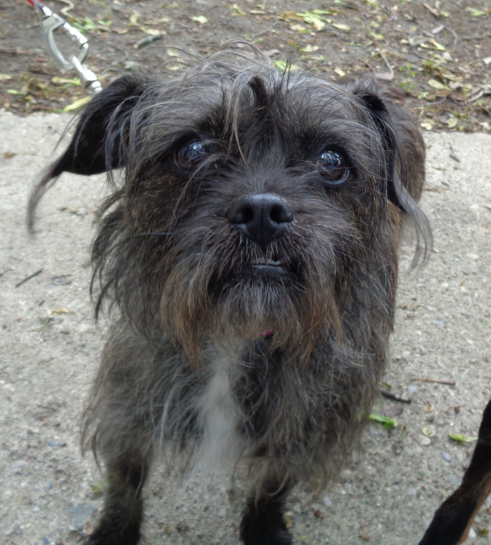 Snookie - ADOPTED's Web Page