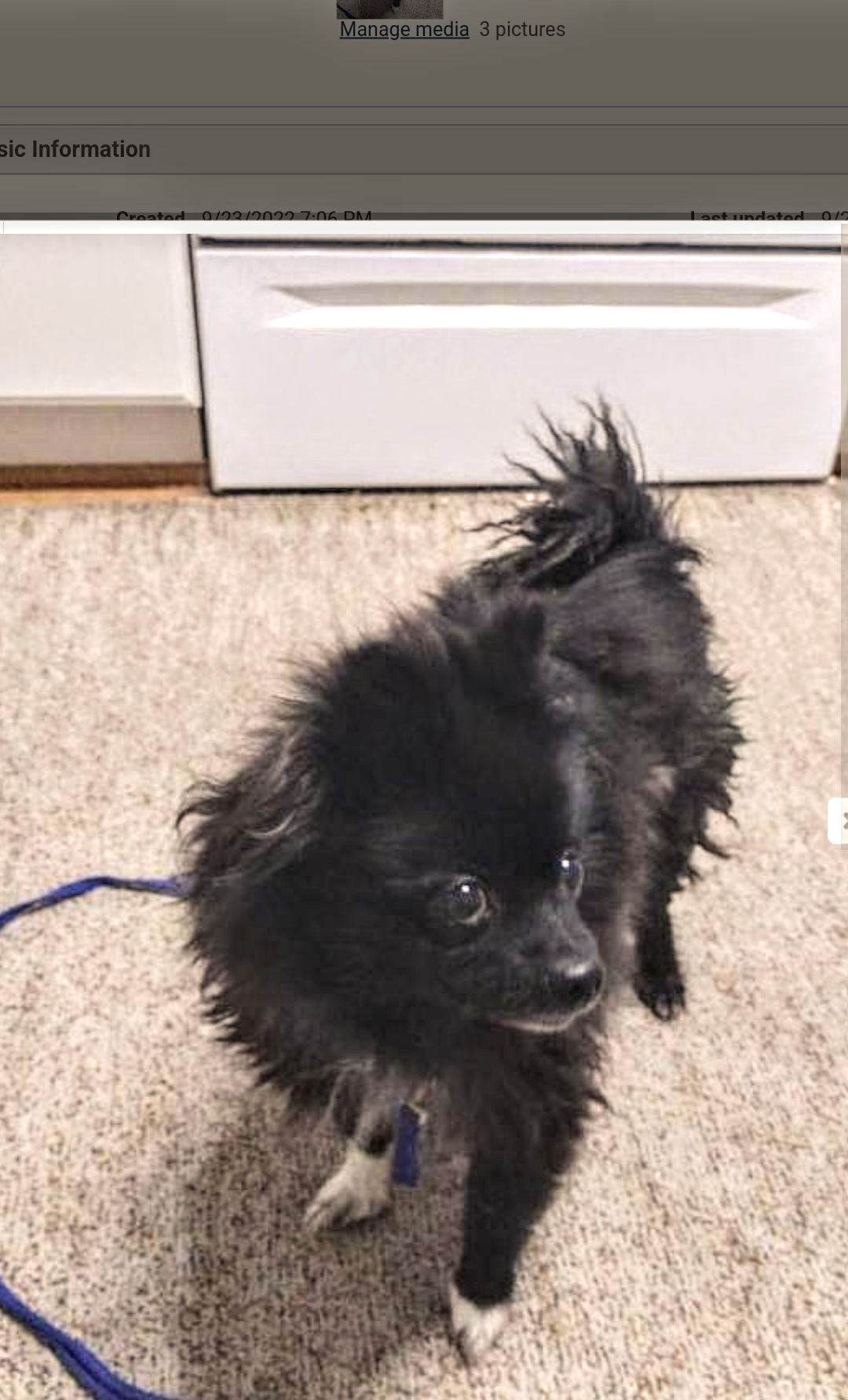 Dog for Adoption - Ella (Bella), a Pomeranian in Lapeer, MI | Alpha Paw