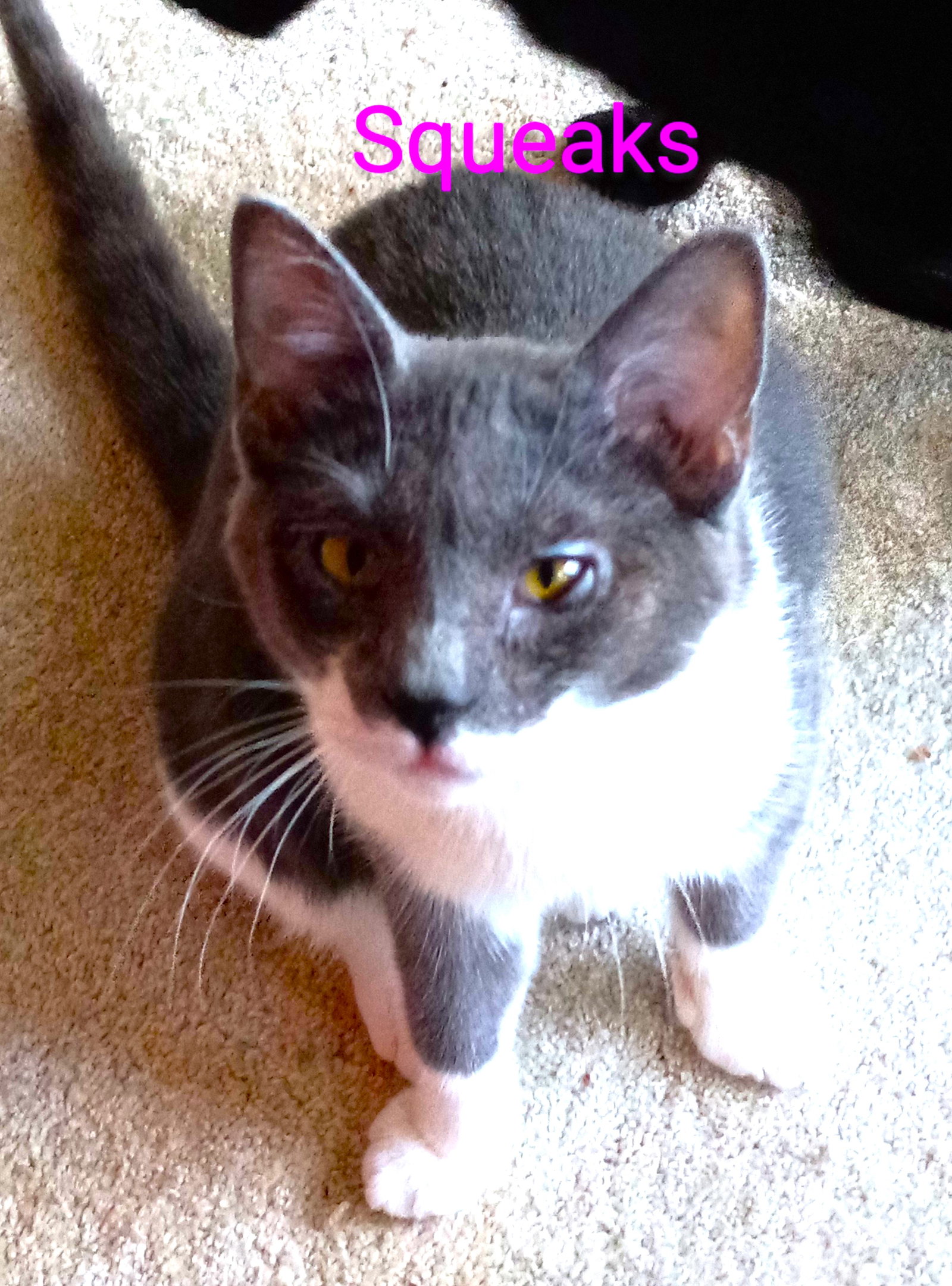 Squeaks' Web Page