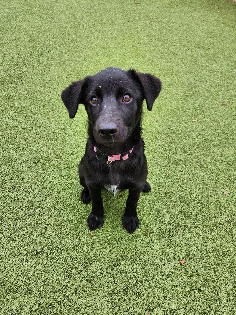 Dog for Adoption - D96 Litter - Pie ADOPTION PENDING, a Black Labrador ...