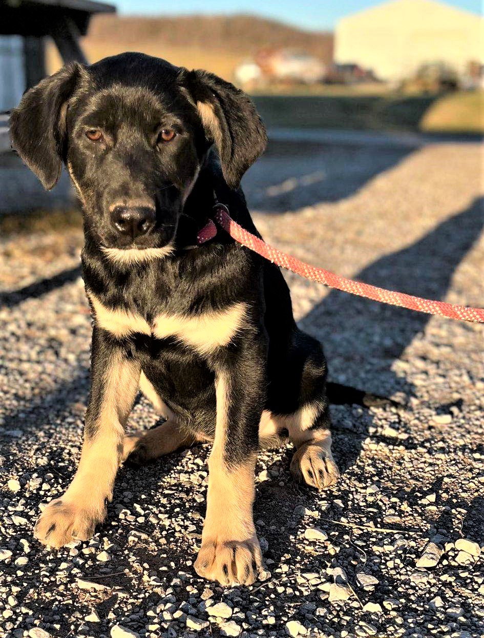 Dog for Adoption - D98 Litter--Grace (Adopted), a German Shepherd Dog ...