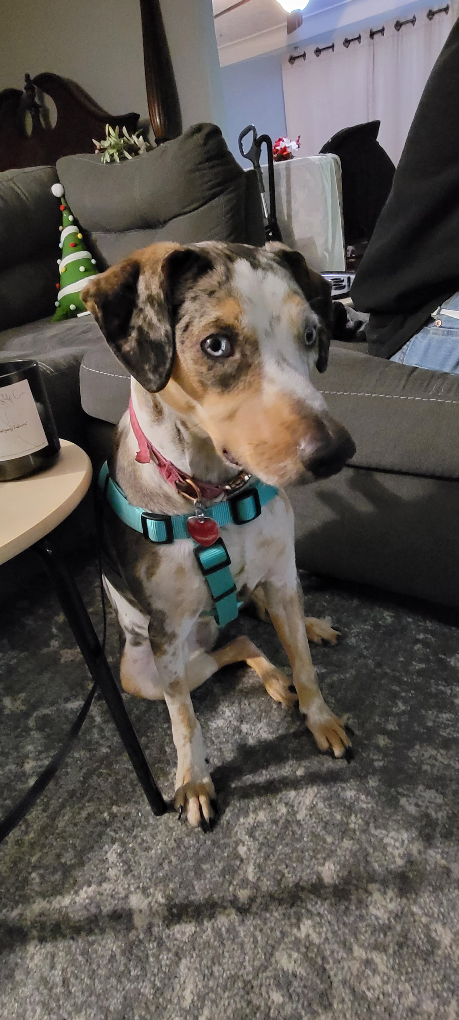 Dog for Adoption - Ziva, a Catahoula Leopard Dog in Ann Arbor, MI ...