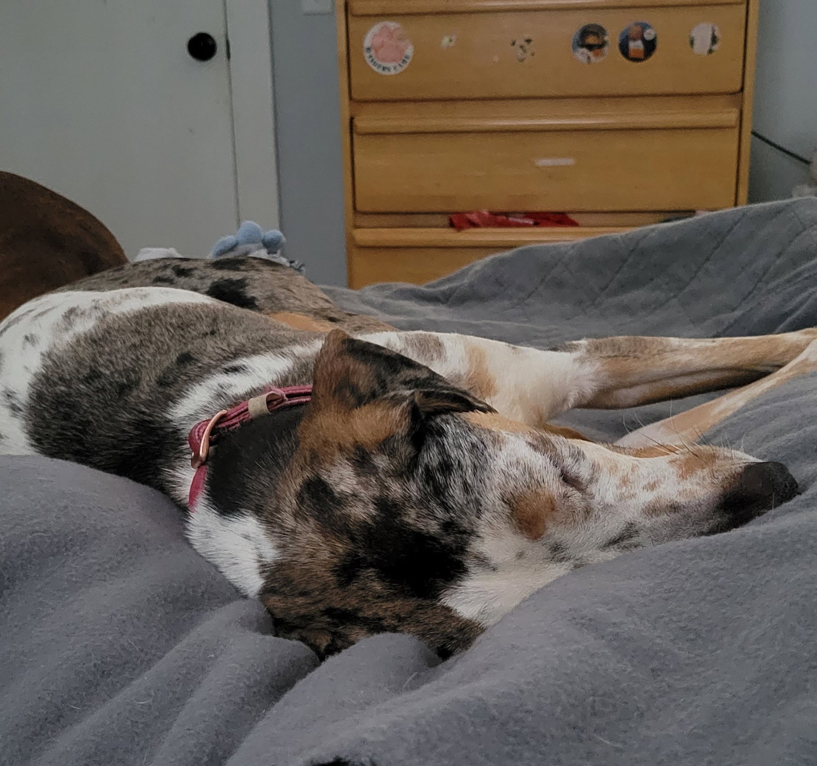 Dog for Adoption - Ziva, a Catahoula Leopard Dog in Ann Arbor, MI ...
