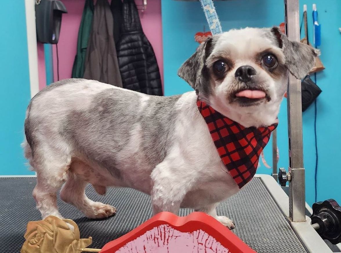 Dog for Adoption - Lil Man, a Shih Tzu in Pinckney, MI | Alpha Paw
