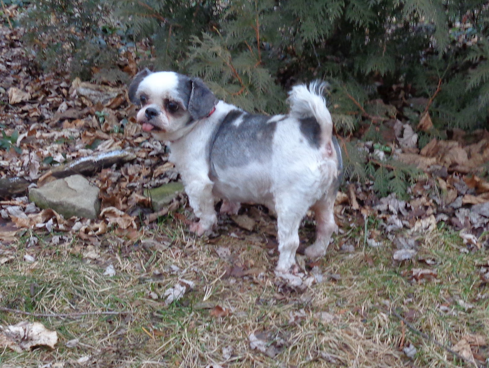 Dog for Adoption - Lil Man, a Shih Tzu in Pinckney, MI | Alpha Paw