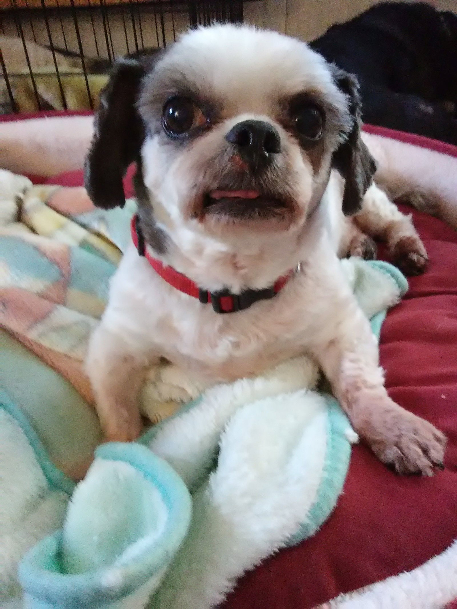 Dog for Adoption - Lil Man, a Shih Tzu in Pinckney, MI | Alpha Paw
