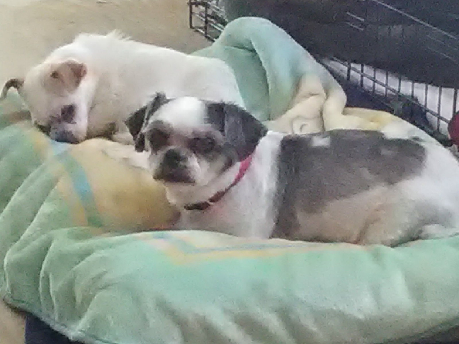 Dog for Adoption - Lil Man, a Shih Tzu in Pinckney, MI | Alpha Paw