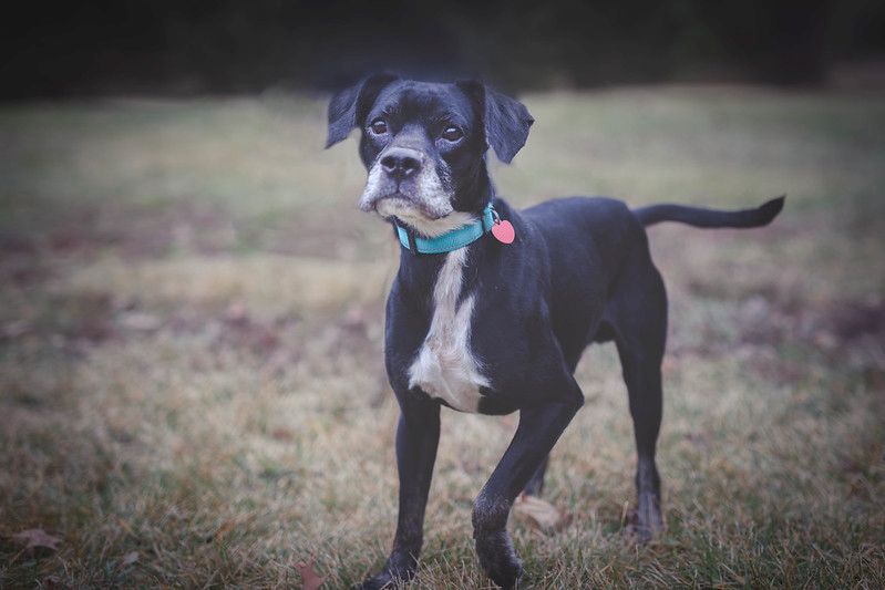 Dog for Adoption - Mr Wiggles, a Beagle in Manchester, MI | Alpha Paw