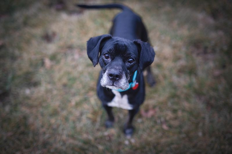 Dog for Adoption - Mr Wiggles, a Beagle in Fowlerville, MI | Alpha Paw
