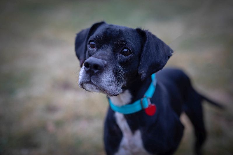 Dog for Adoption - Mr Wiggles, a Beagle in Holly, MI | Alpha Paw