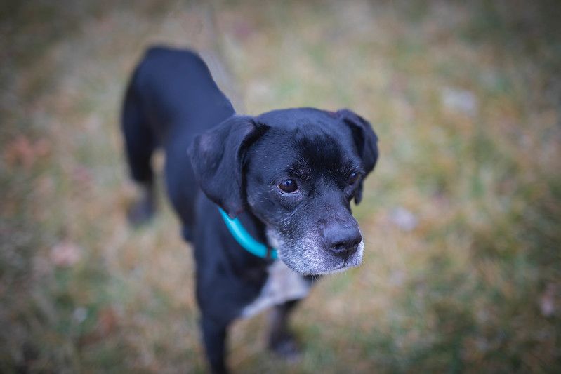 Dog for Adoption - Mr Wiggles, a Beagle in Holly, MI | Alpha Paw