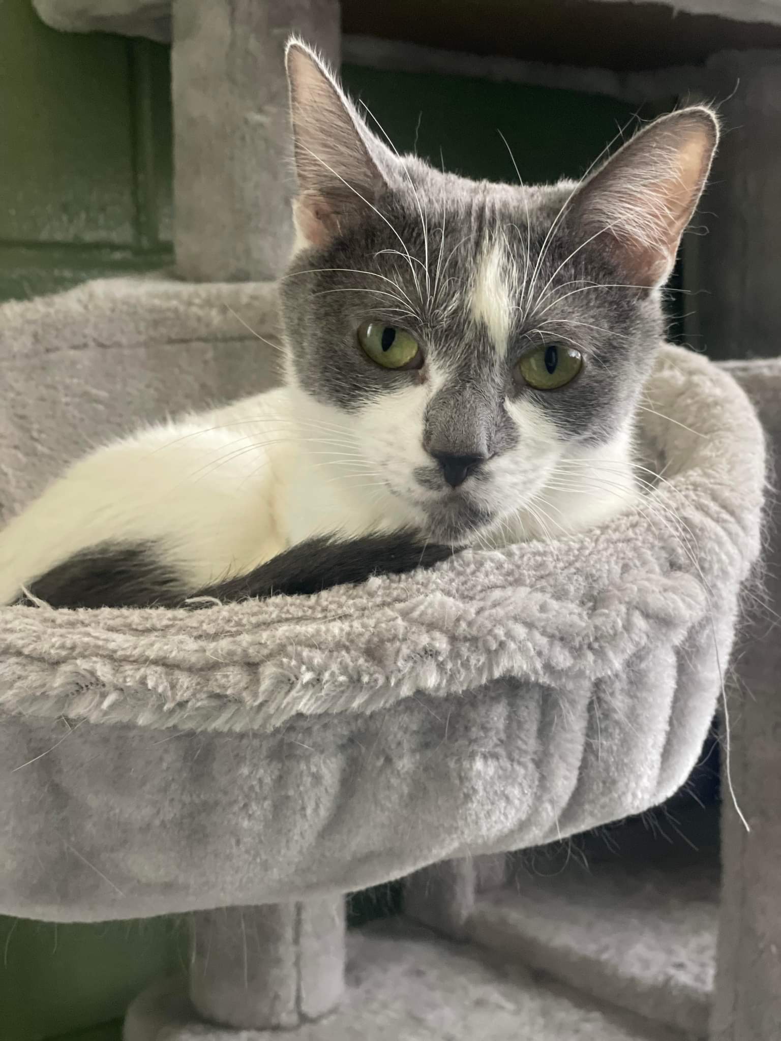 Cats for Adoption in Lake Orion, Michigan | Alpha Paw