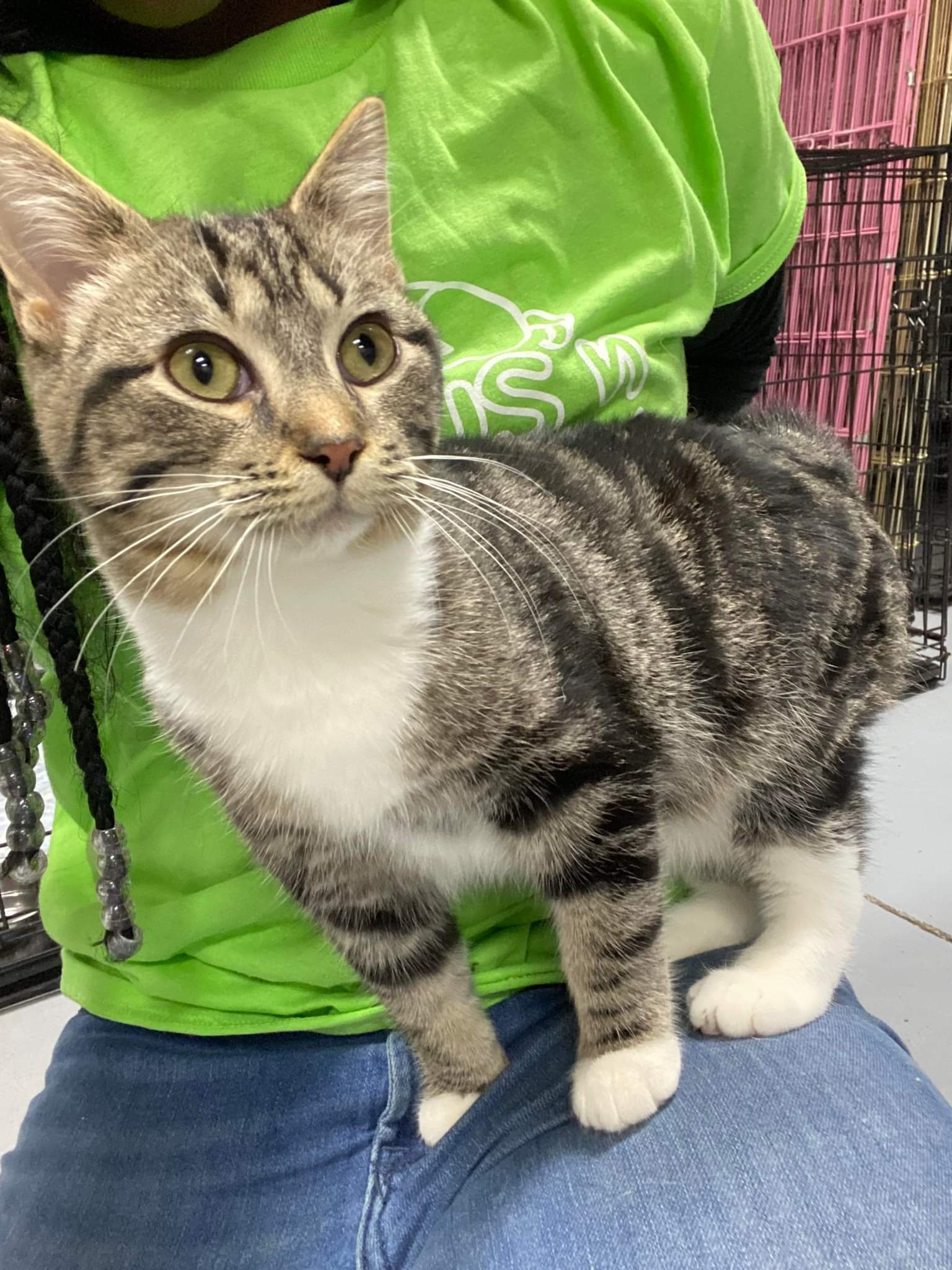 Cats for Adoption in Macomb County, Michigan | Alpha Paw