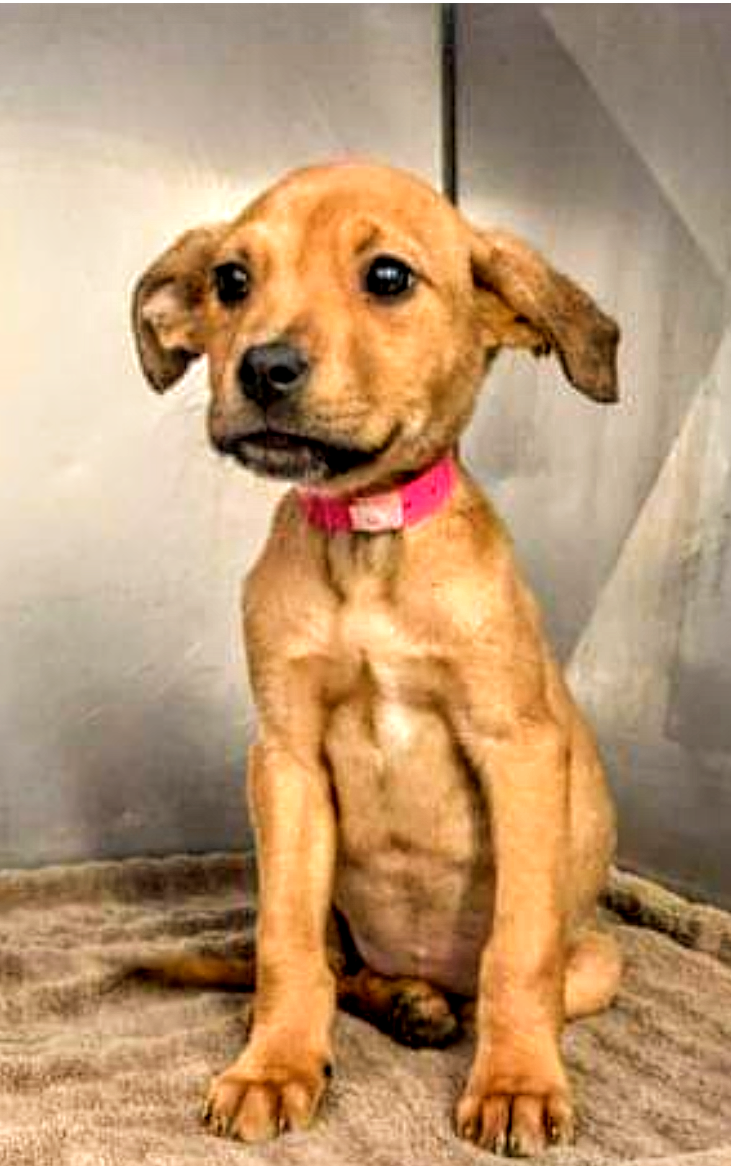 Dog for Adoption - Simba, a Boxer in Sylvania, OH | Alpha Paw