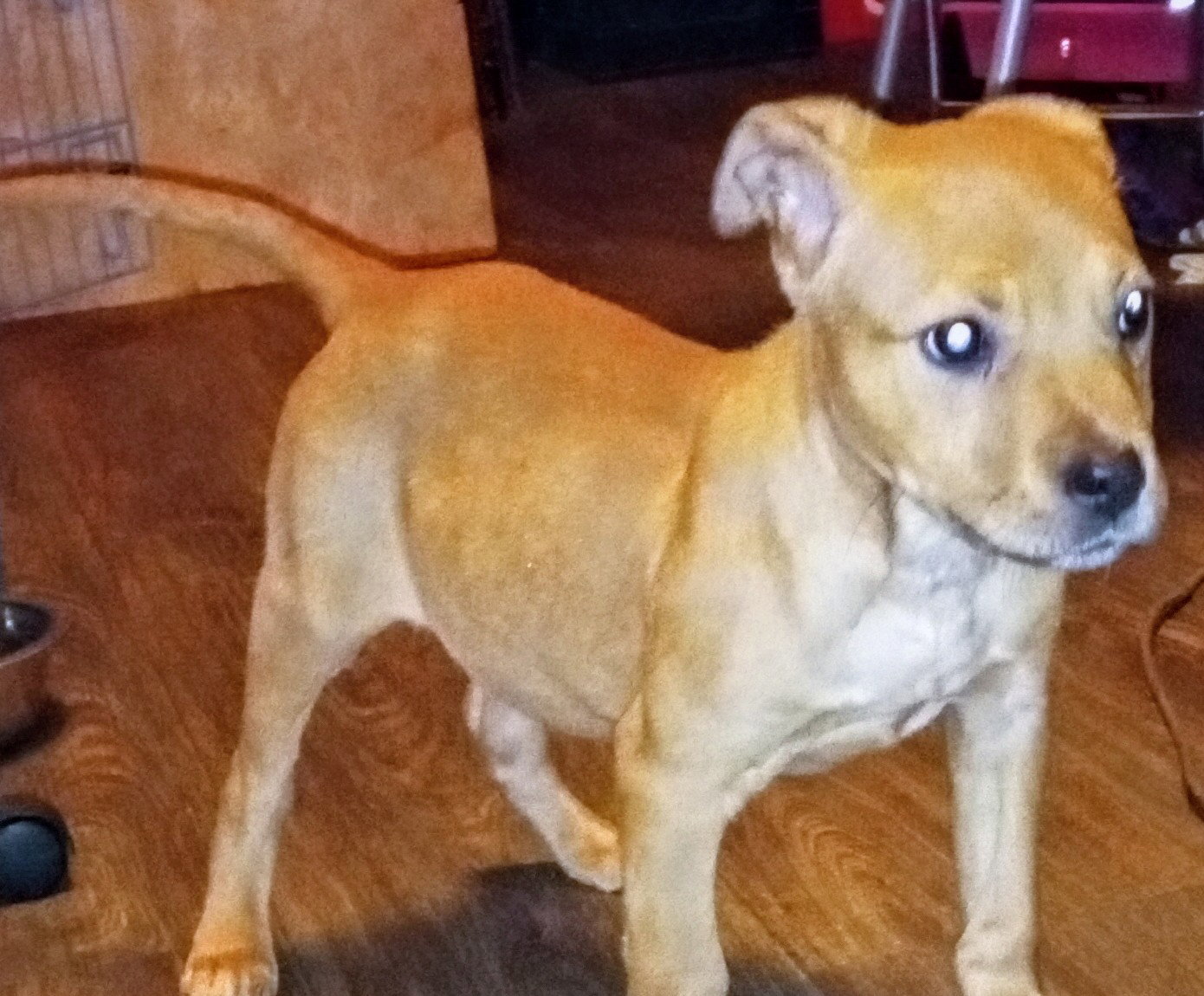 Dog for Adoption - Simba, a Boxer in Sylvania, OH | Alpha Paw
