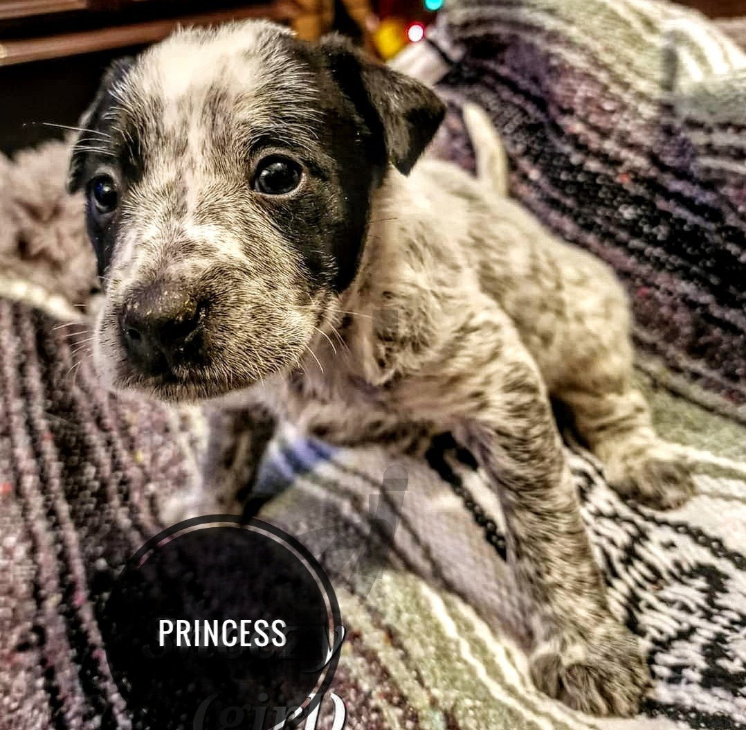 Dog for Adoption - D99 Litter Princess, a Australian Cattle Dog/Blue ...