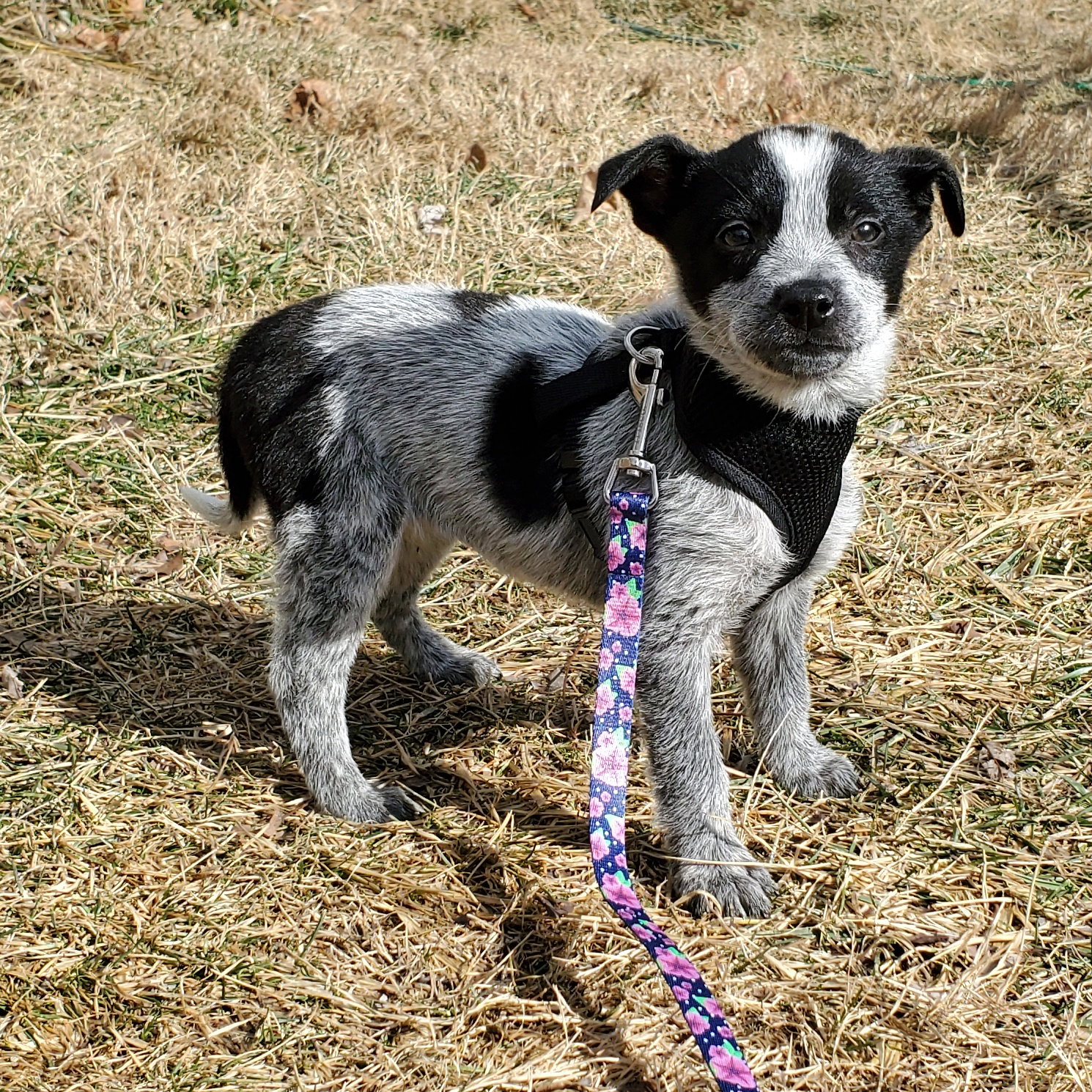 Dog for Adoption - D99 Litter Criqit., a Australian Cattle Dog/Blue ...