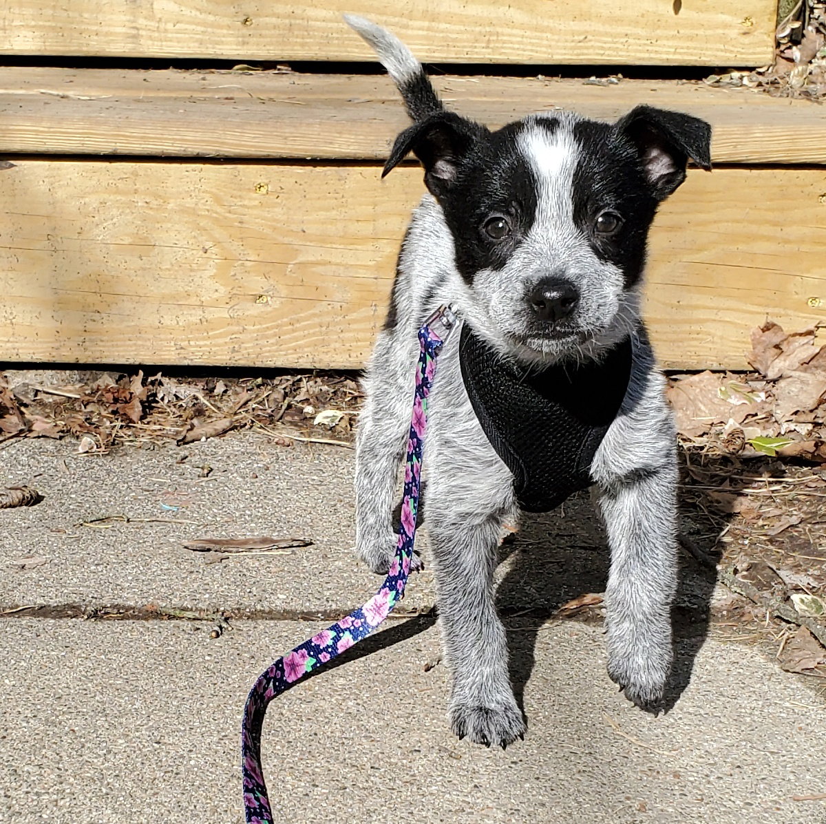 Dog for Adoption - D99 Litter Criqit., a Australian Cattle Dog/Blue ...