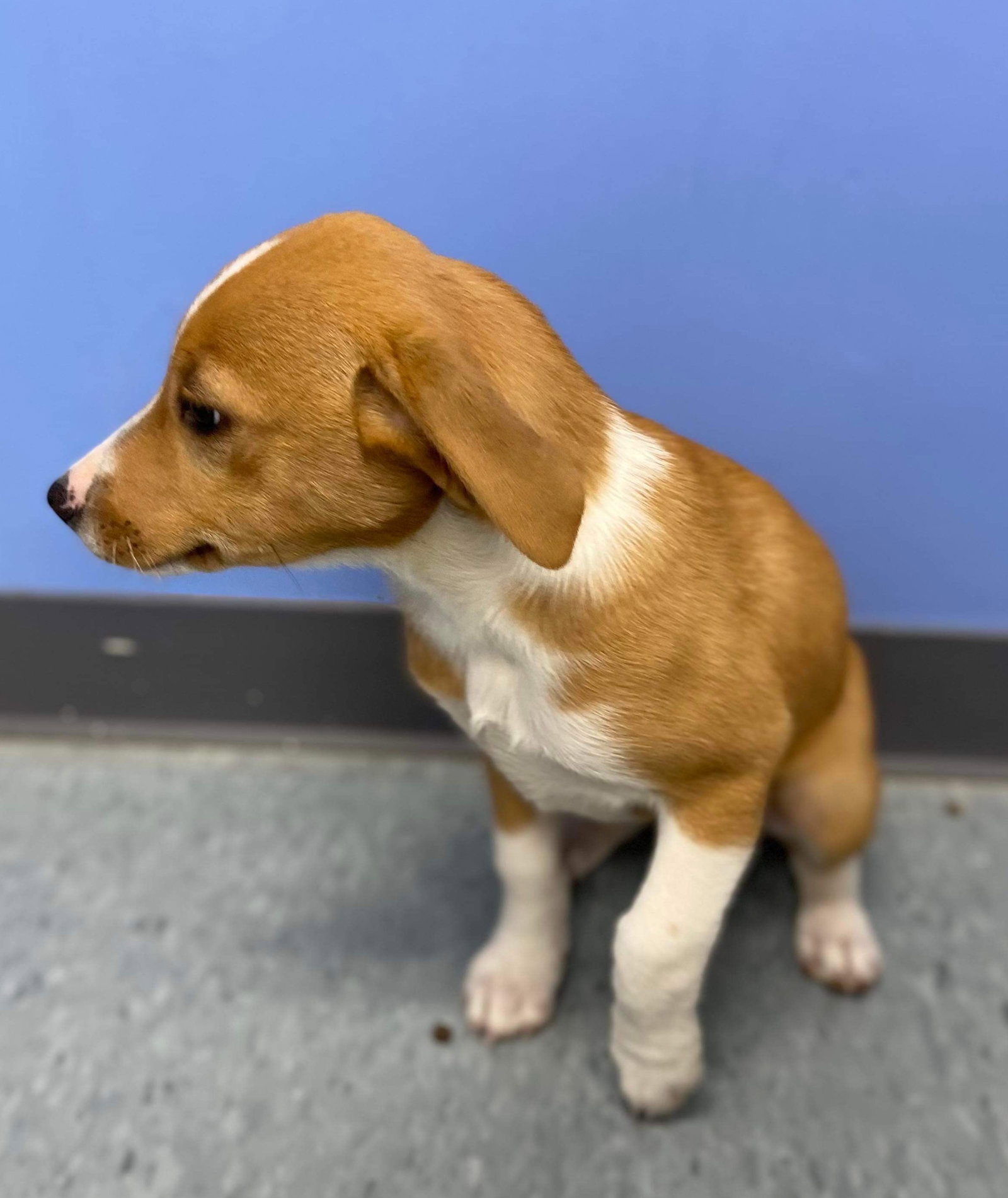 Dog for Adoption - D100 litter Buttercup, a Beagle in Detroit, MI ...