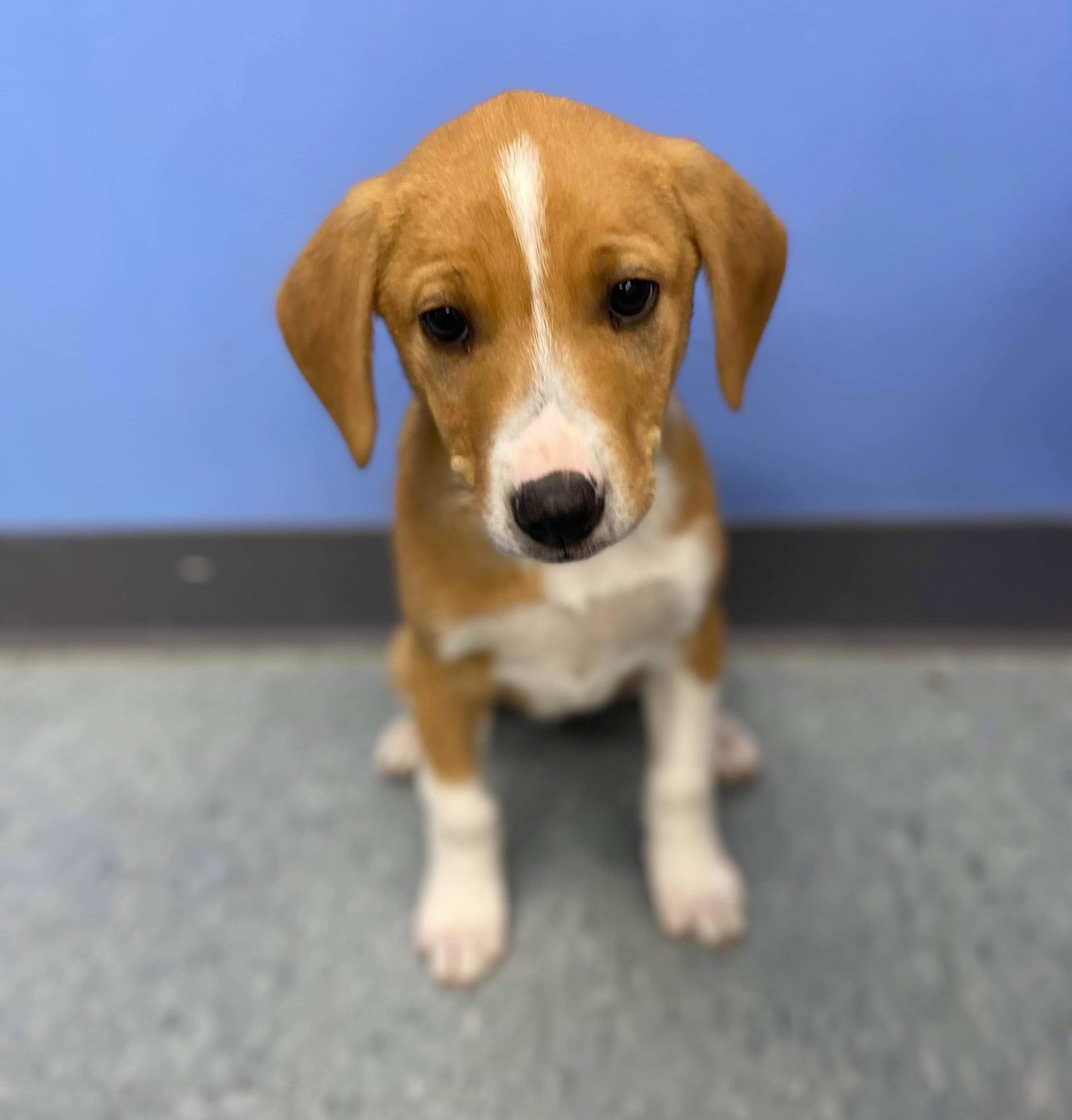 Dog for Adoption - D100 litter Buttercup, a Beagle in Detroit, MI ...
