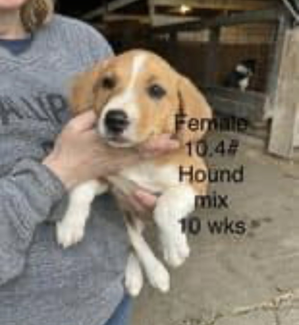 Dog for Adoption - D100 litter Buttercup, a Beagle in Detroit, MI ...