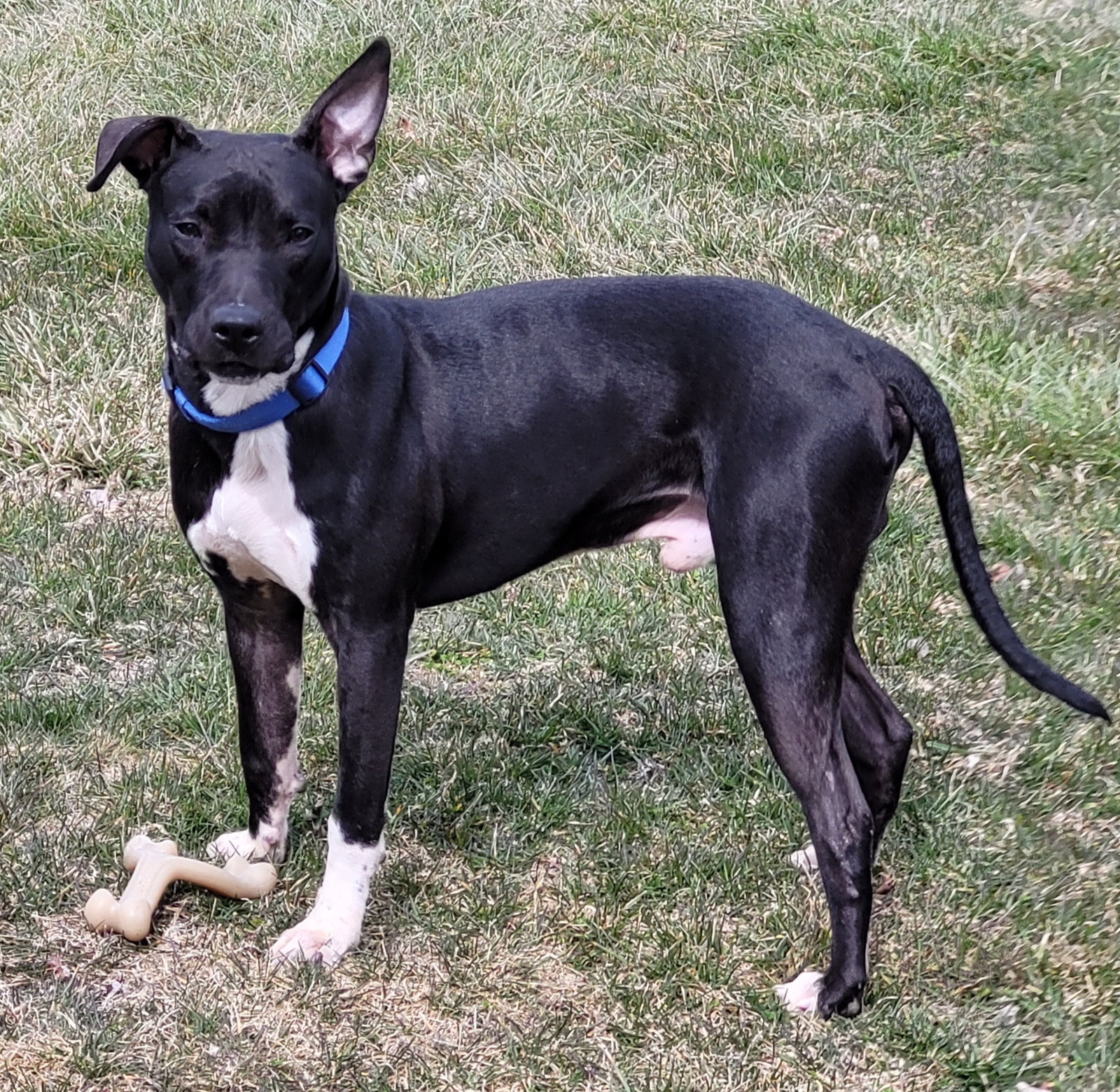 Dog for Adoption - Meko (Adopted), a American Pit Bull Terrier in ...