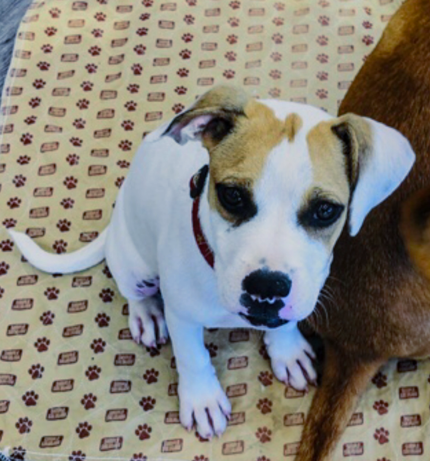 D107 litter Rosebud aka Rosie - ADOPTED's Web Page