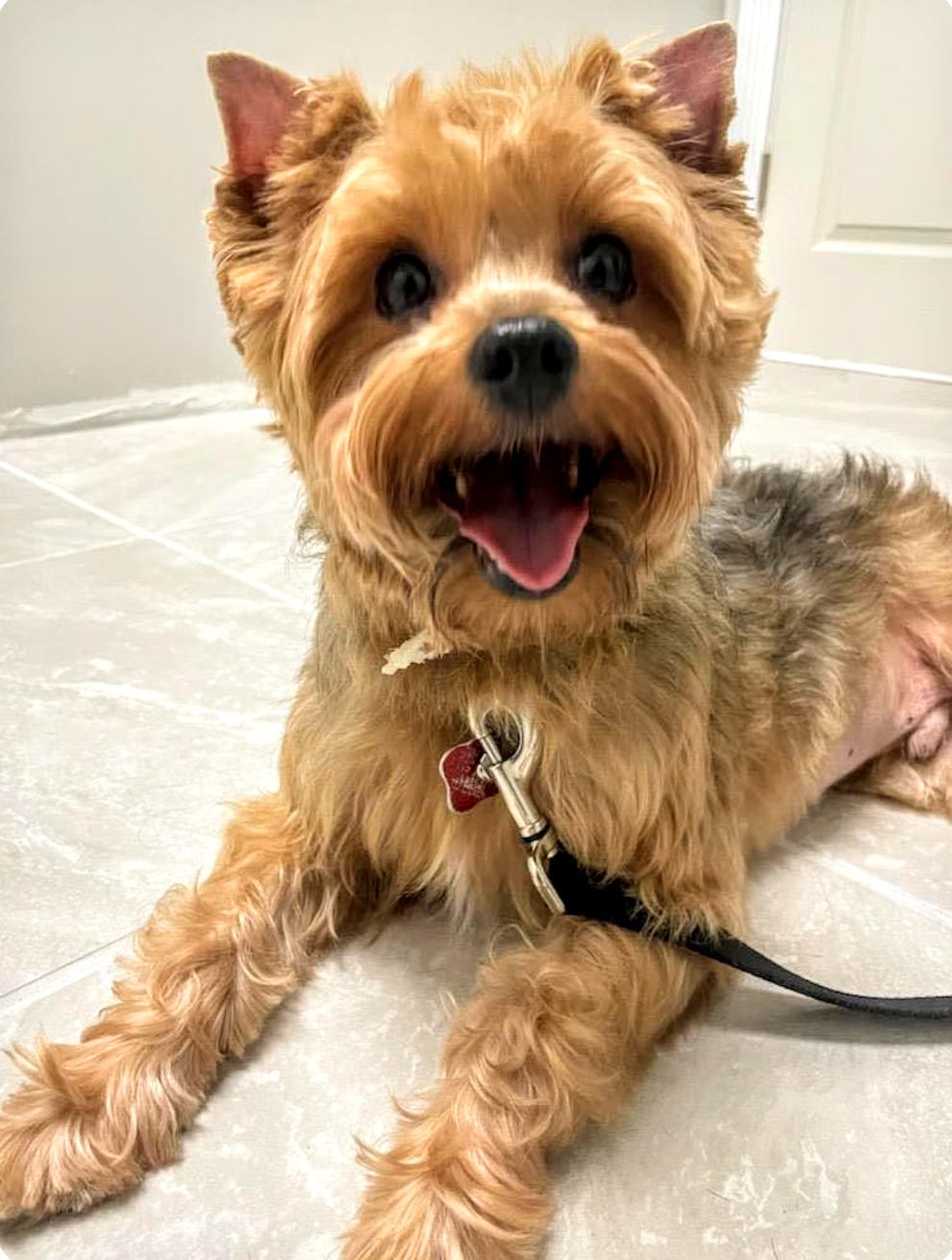 Dog for Adoption - Cider, a Yorkshire Terrier Yorkie in Detroit Beach ...