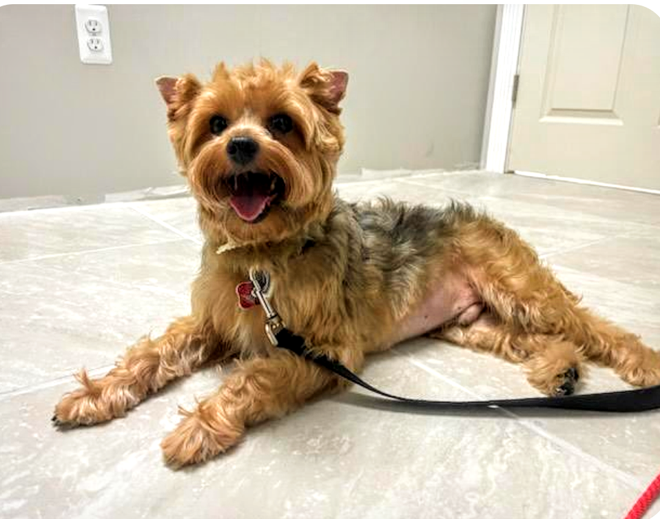 Dog for Adoption - Cider, a Yorkshire Terrier Yorkie in Detroit Beach ...