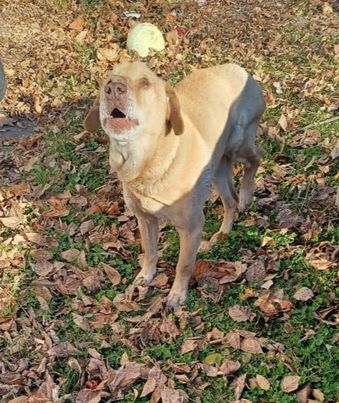 Dog for Adoption - Goofy, a Yellow Labrador Retriever in Monroe, MI ...