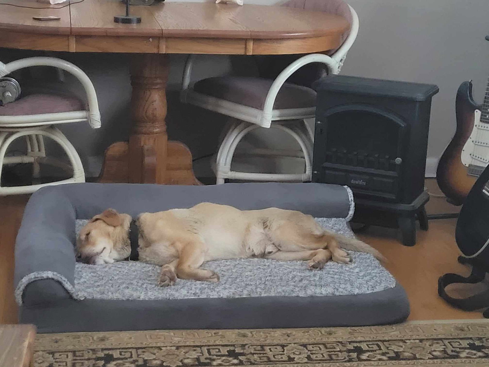 Dog for Adoption - Goofy, a Yellow Labrador Retriever in Monroe, MI ...