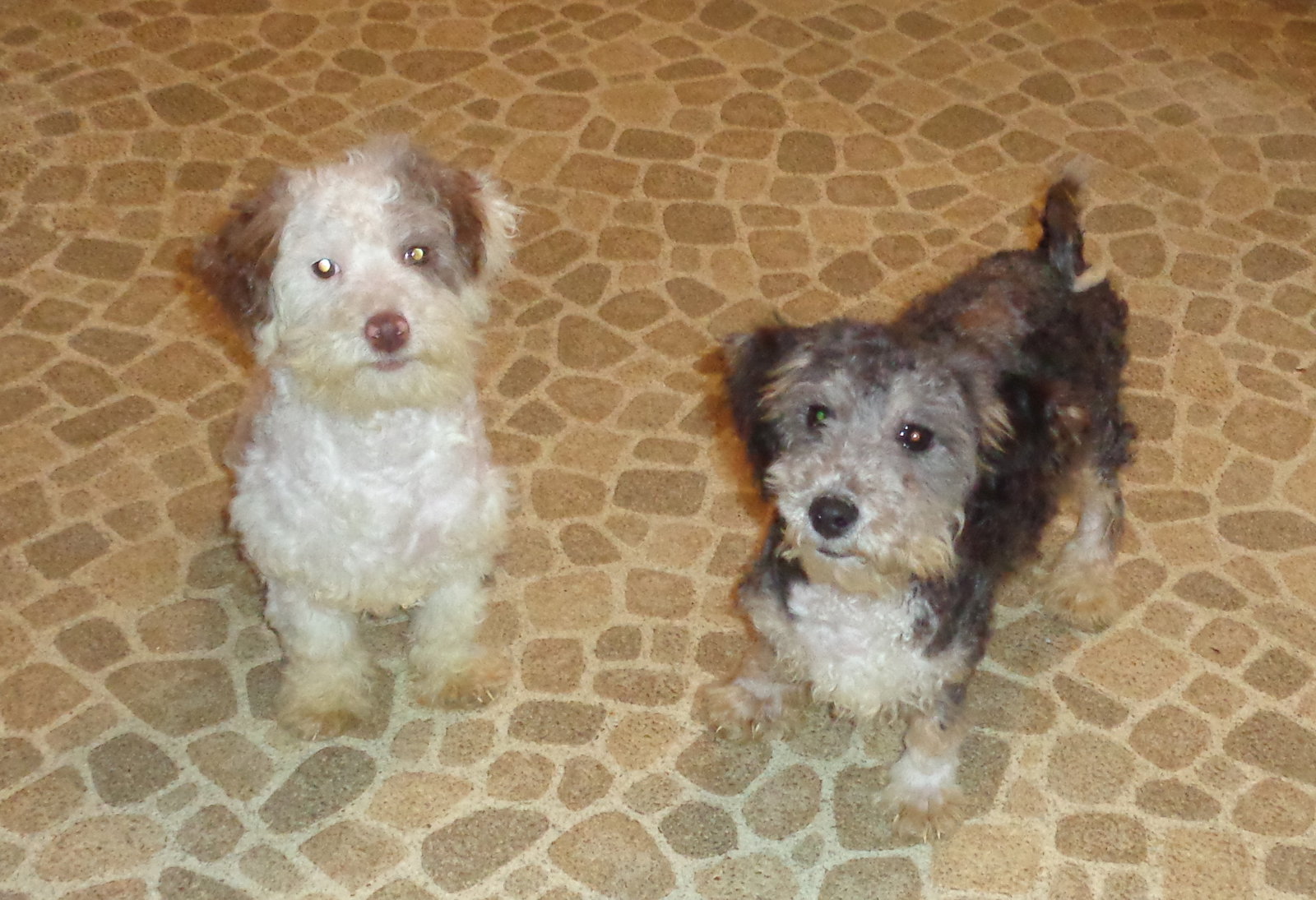 D109 Litter Abbott - ADOPTED's Web Page