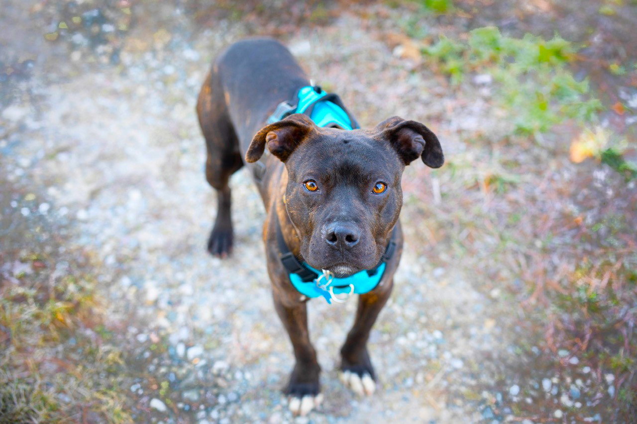 Dog for Adoption - DJ, a Boxer in Pinckney, MI | Alpha Paw