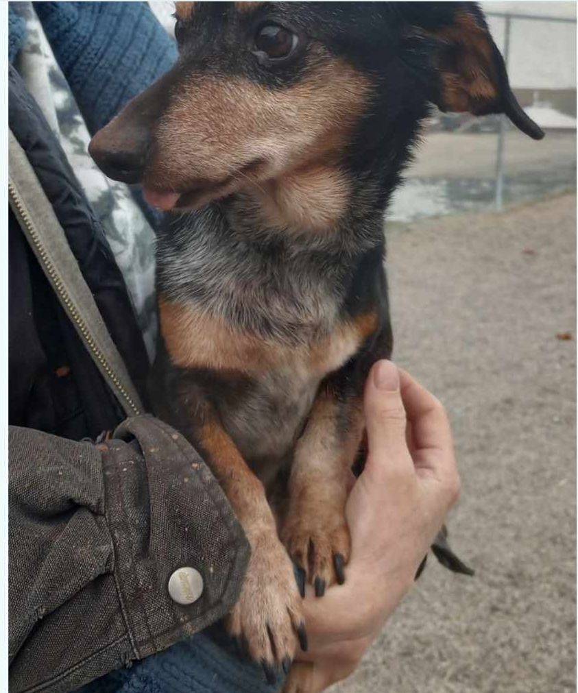 Dog for Adoption - Auggie Doggie, a Dachshund in Clarkston, MI | Alpha Paw