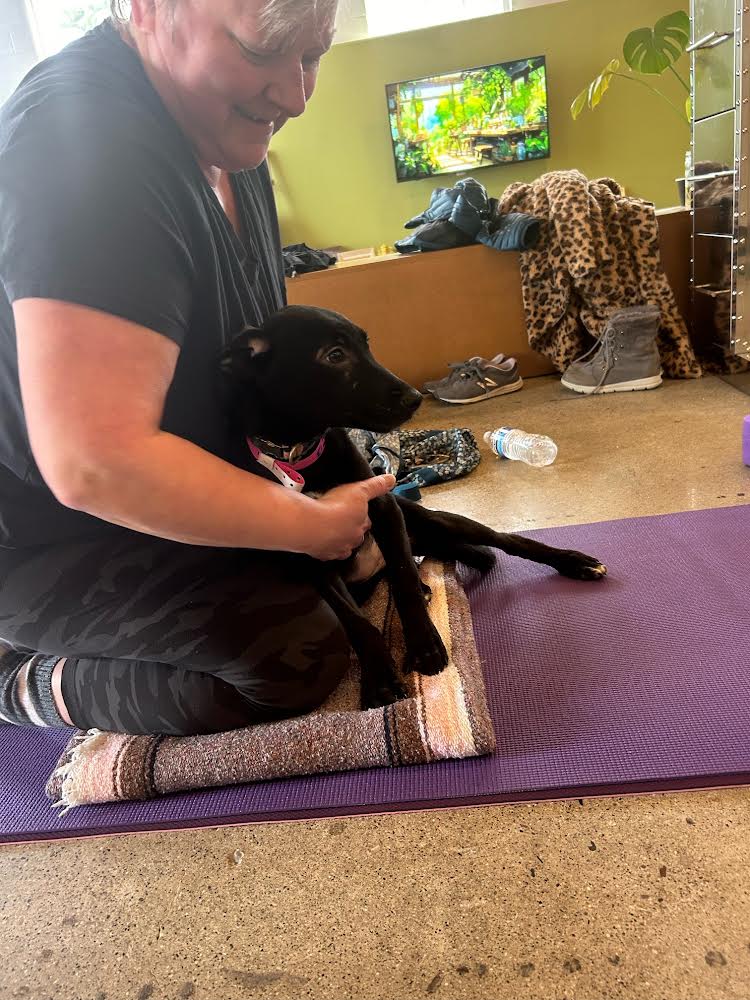 Dog for Adoption - D110 Litter - Cheerios, a Labrador Retriever in ...