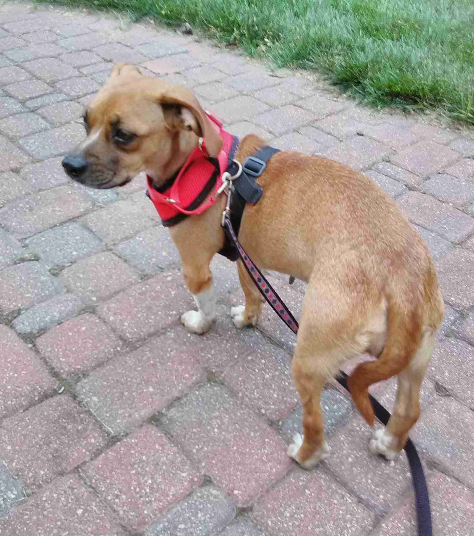Dog for Adoption - Tori, a Beagle in Ann Arbor, MI | Alpha Paw