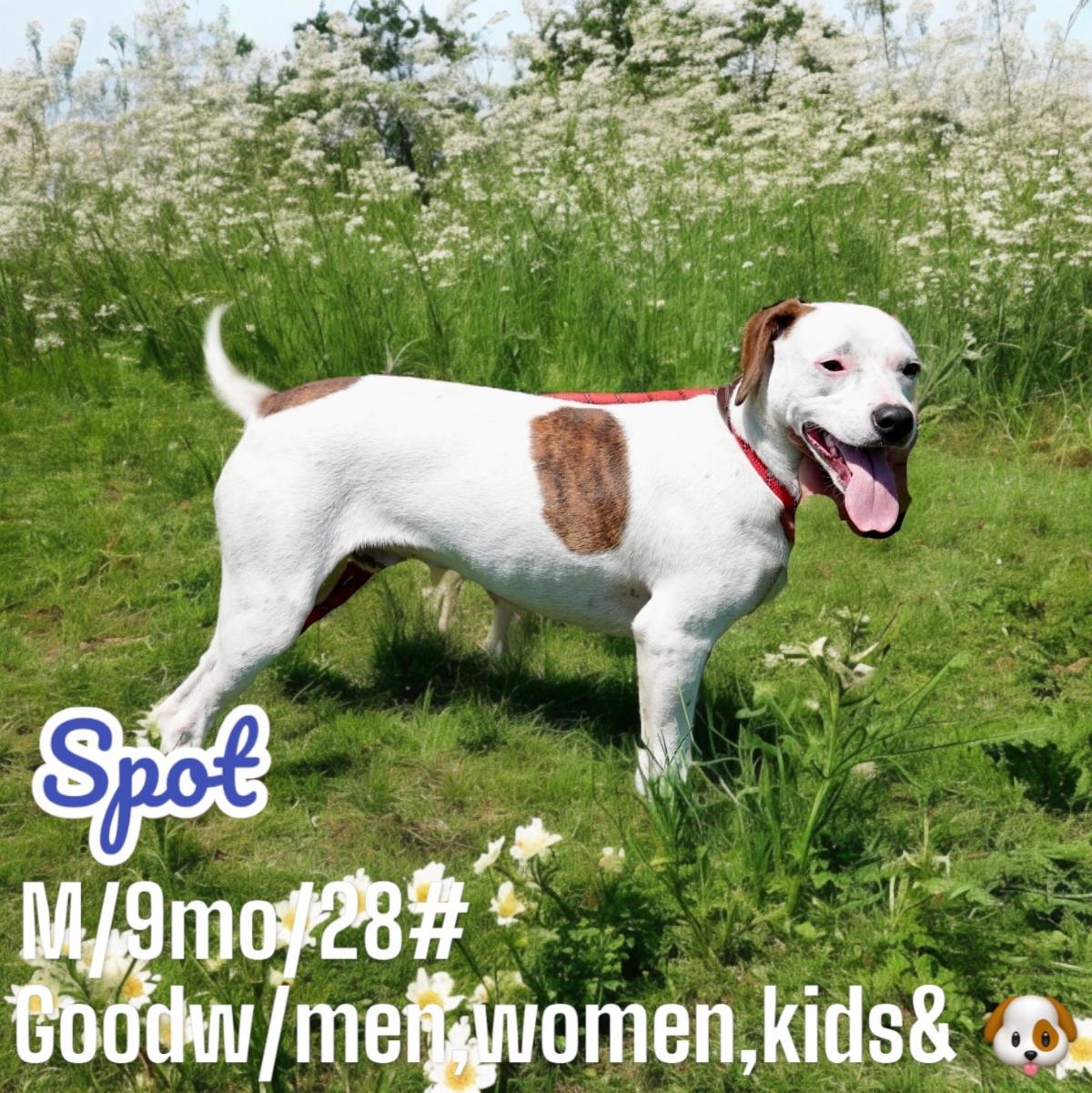Dog for Adoption - Spot, a Jack Russell Terrier in Holly, MI | Alpha Paw