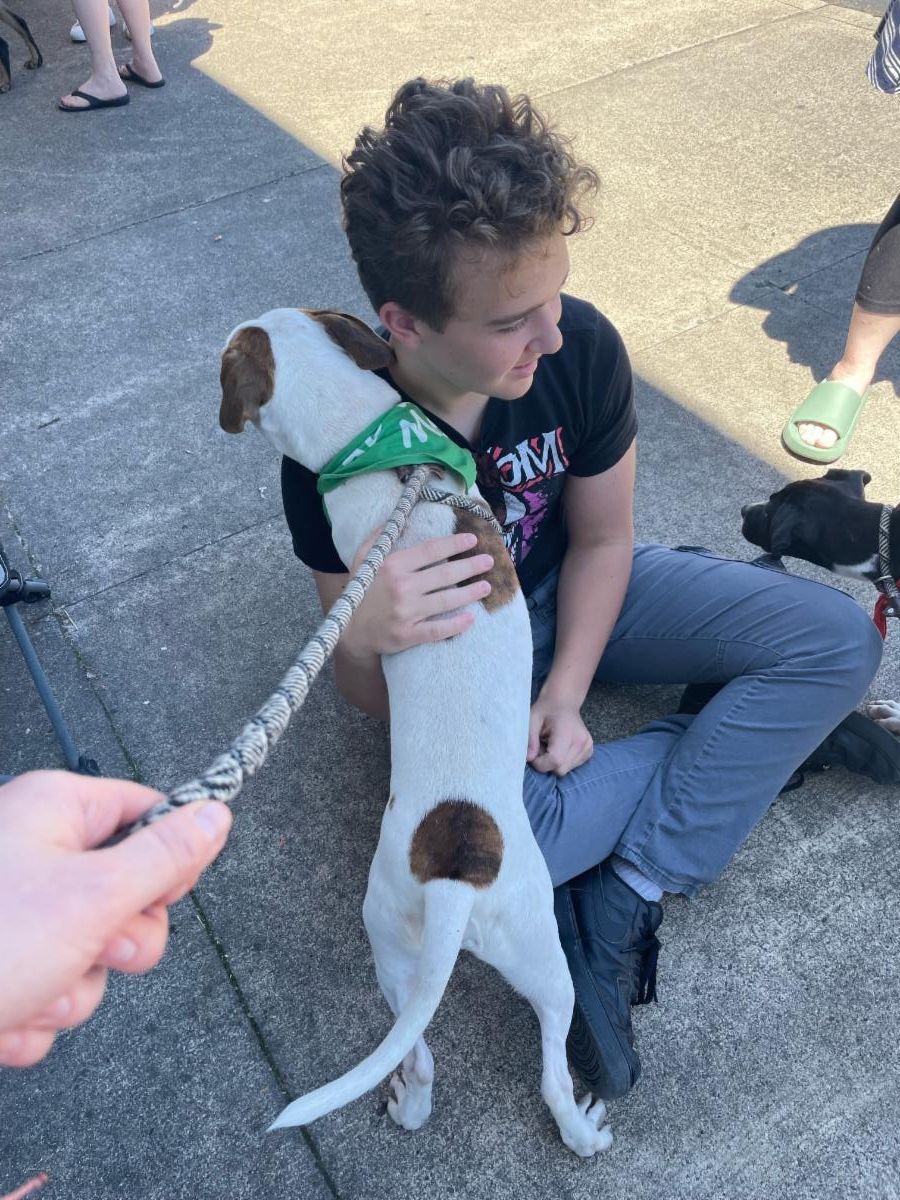 Dog for Adoption - Spot, a Jack Russell Terrier in Holly, MI | Alpha Paw