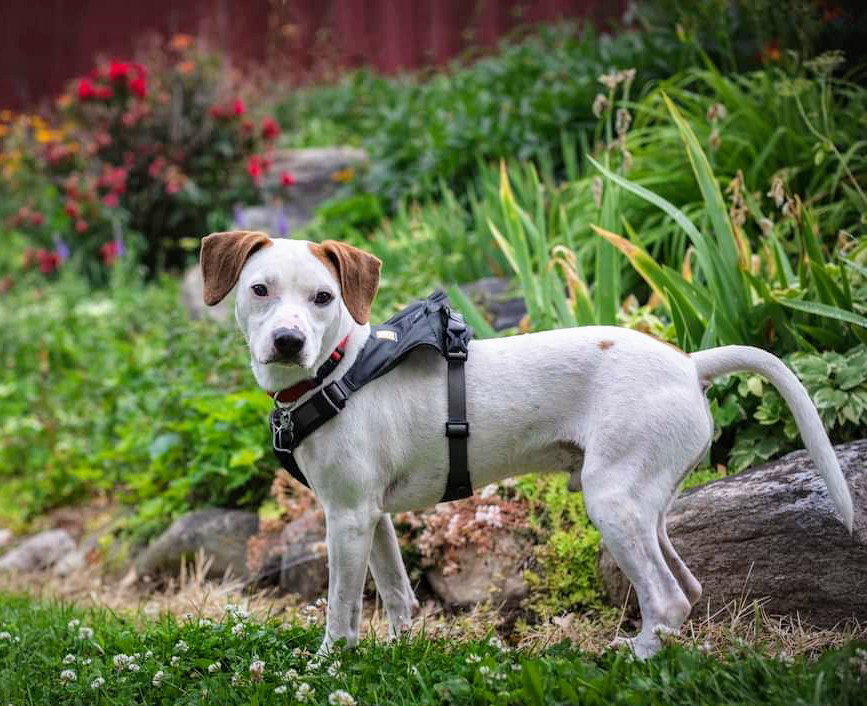 Dog for Adoption - Spot - ADOPTED, a Jack Russell Terrier in Oak Park ...
