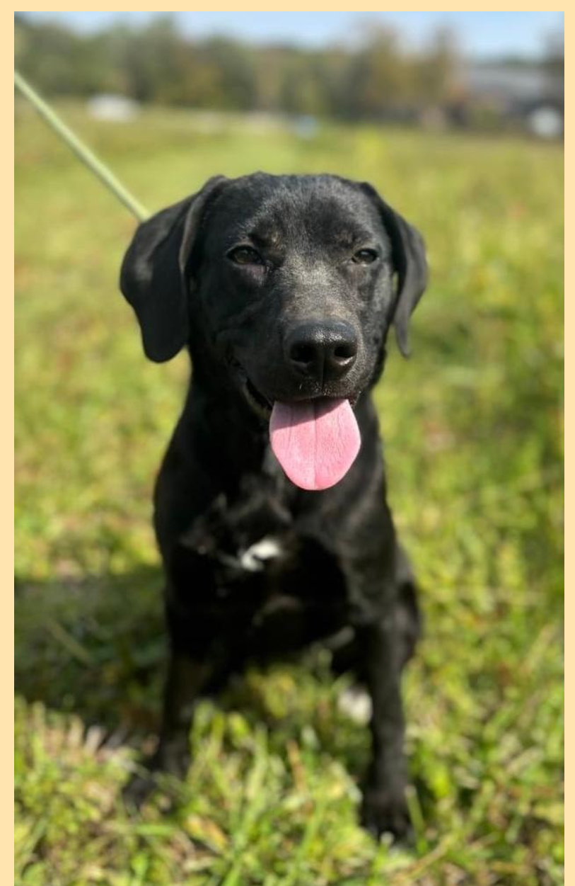 Dog for Adoption - Minnie, a Labrador Retriever in Sylvania, OH | Alpha Paw