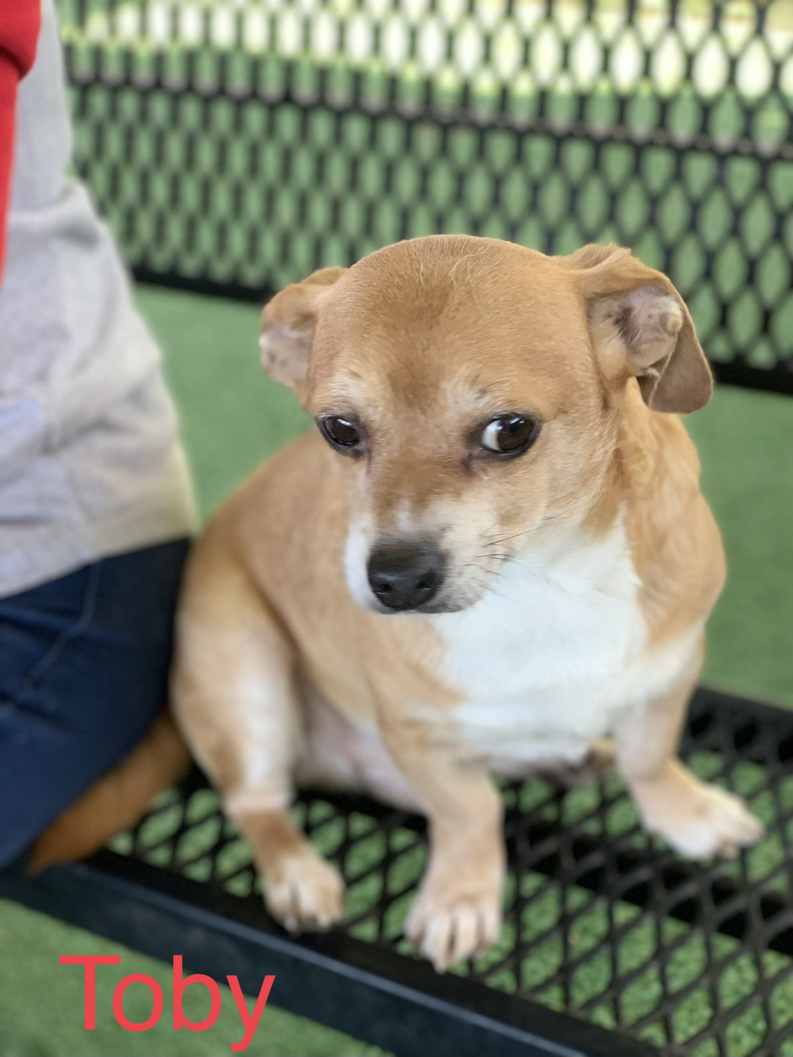 Dog for Adoption - Toby, a Chihuahua in Fredericksburg, TX | Alpha Paw