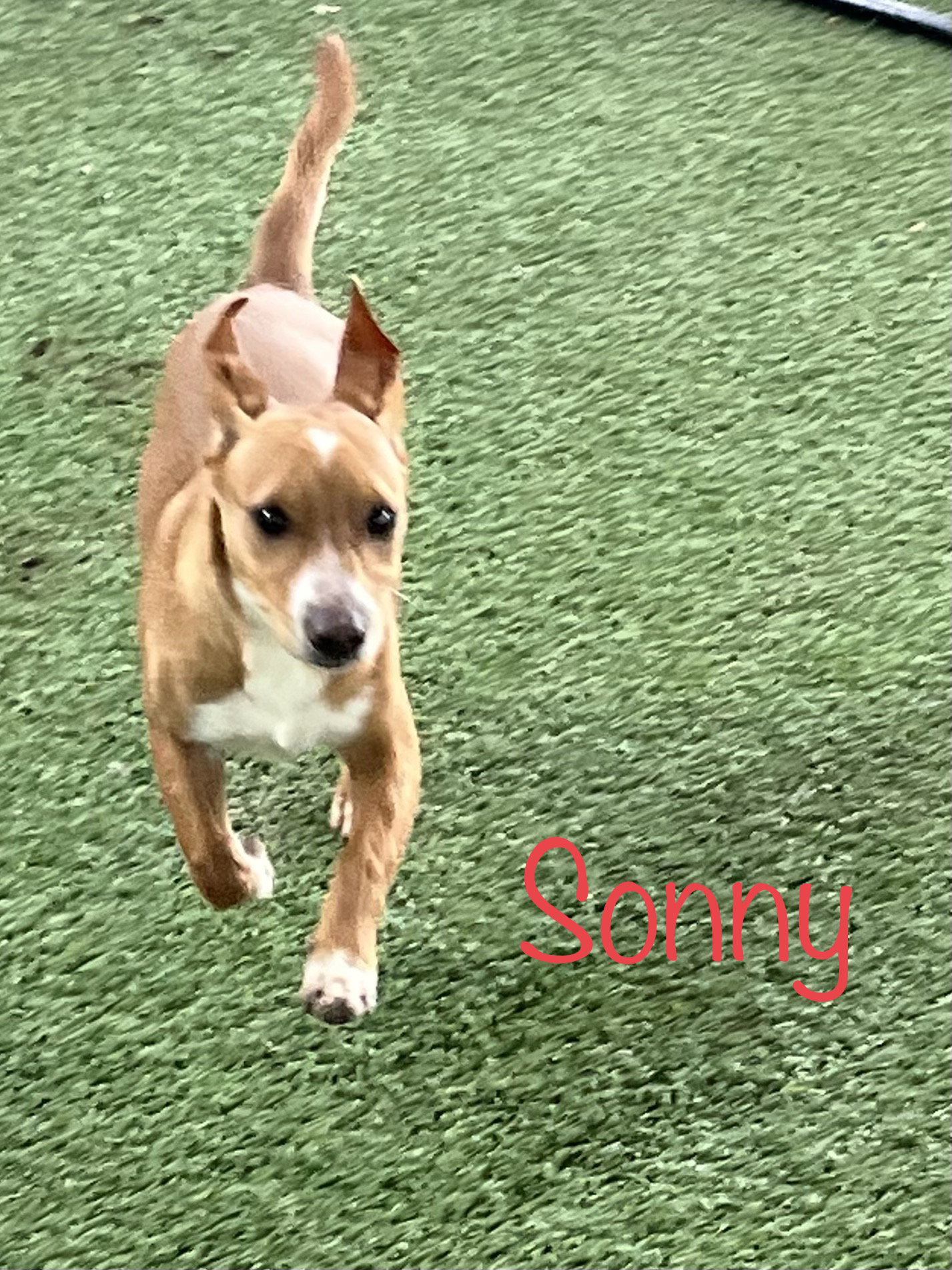 Dog for Adoption - Sonny, a Terrier in Lackland Air Force Base, TX ...