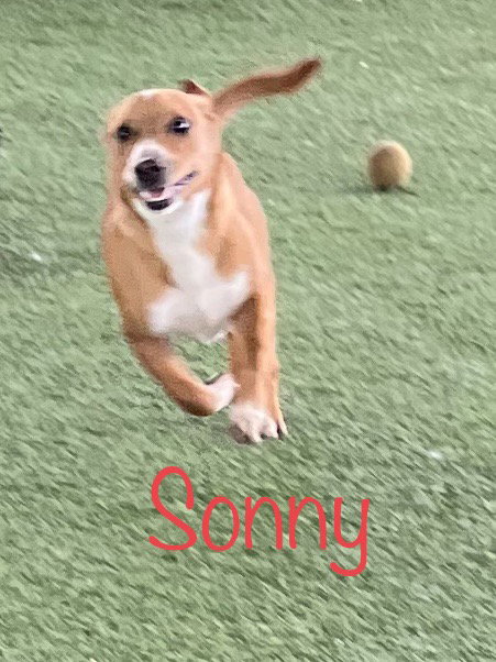Dog for Adoption - Sonny, a Terrier in Lackland Air Force Base, TX ...