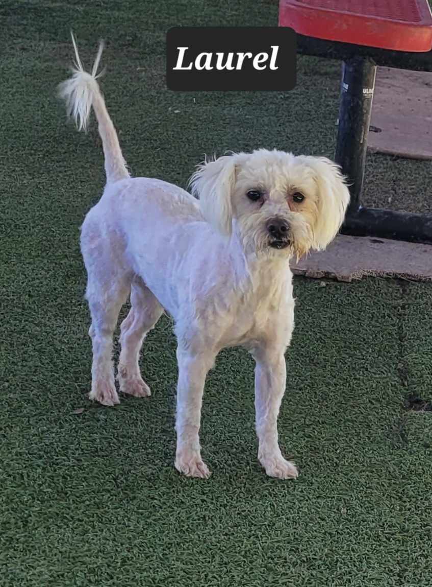 Dog for Adoption - Laurel, a Poodle (Miniature) in Fredericksburg, TX ...