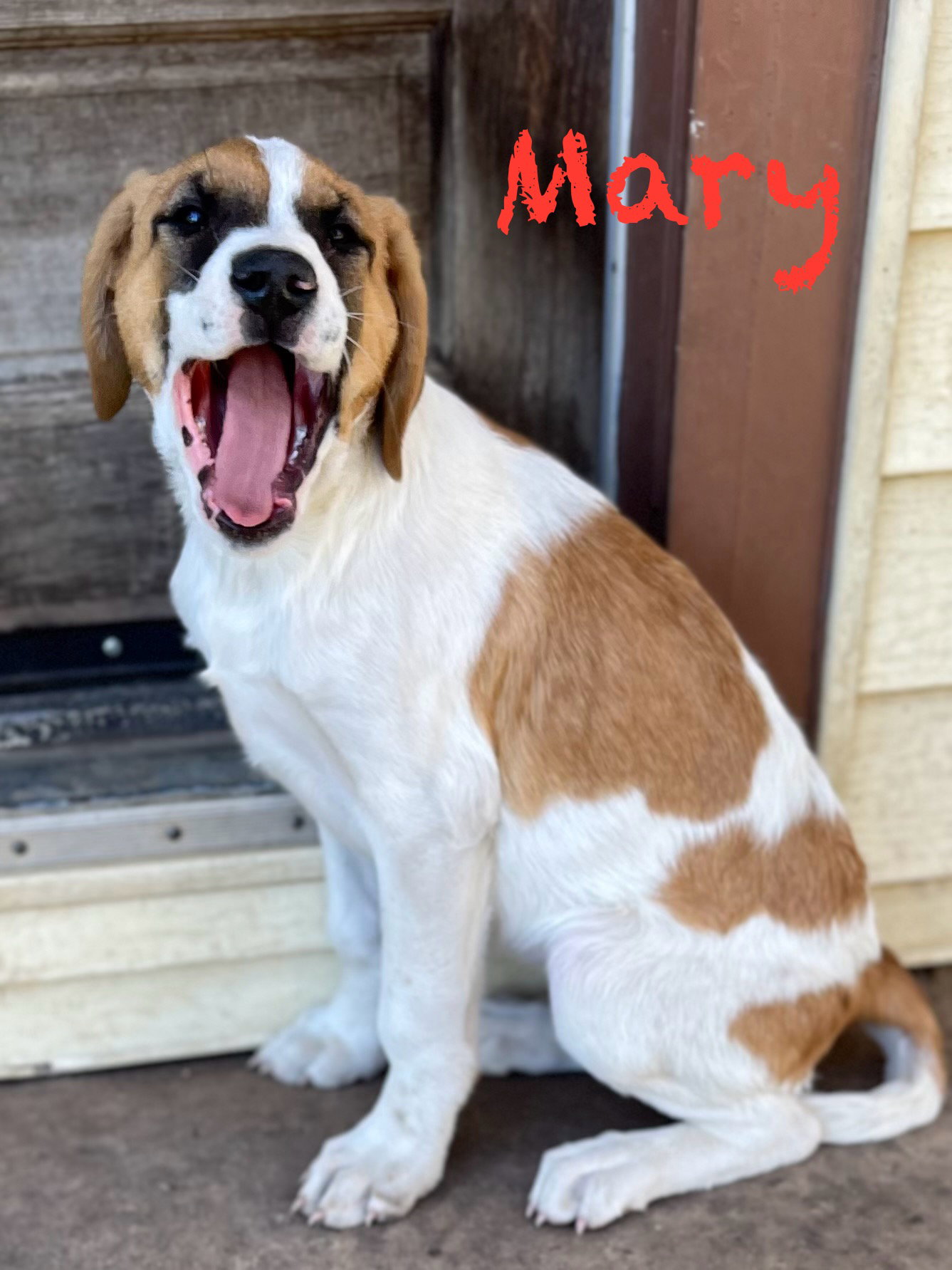 Dog for Adoption - Mary, a Great Pyrenees in Kerr County, TX | Alpha Paw