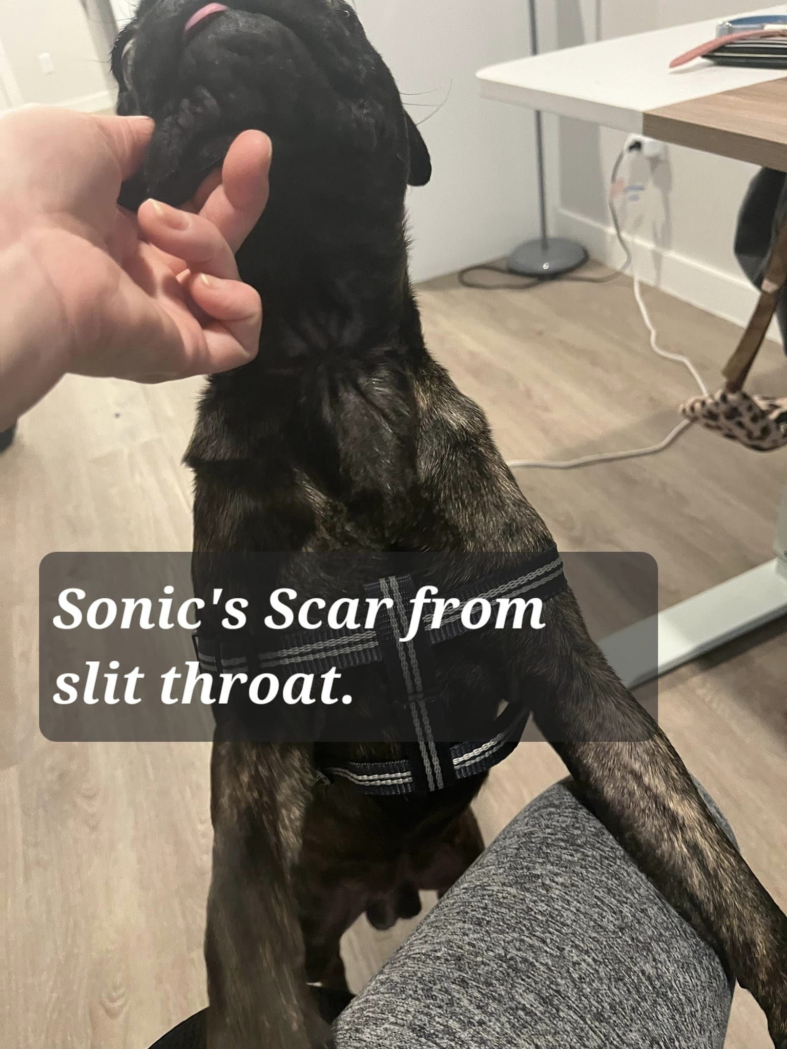 Dog for Adoption - Sonic, a Pug in Kerrville, TX | Alpha Paw