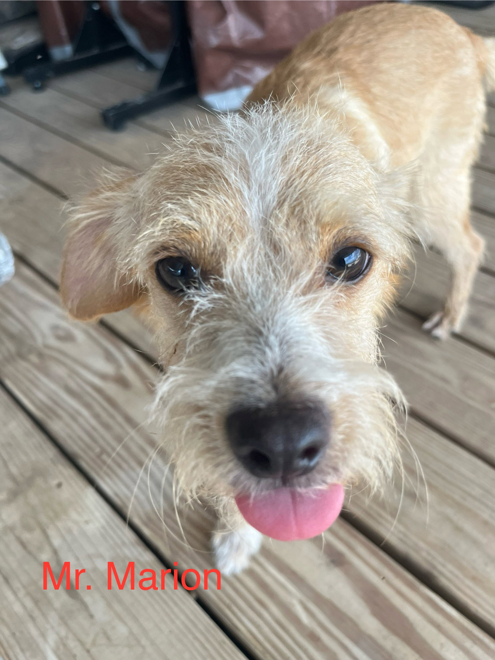 Dog for Adoption - Mr. Marion, a Terrier in Harper, TX | Alpha Paw