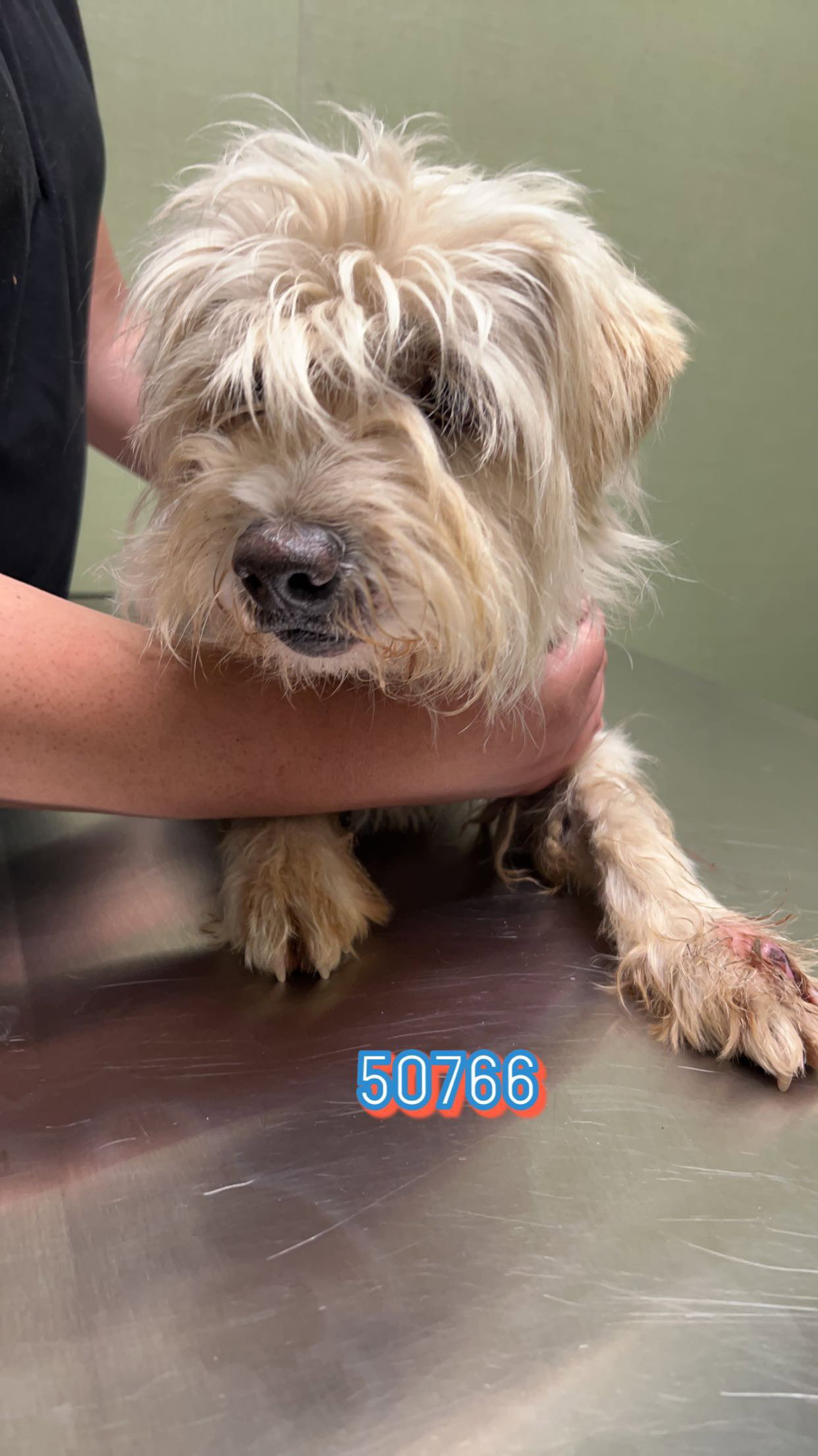 Dog for Adoption - JIMMY POO, a Maltese in Durham, CA | Alpha Paw