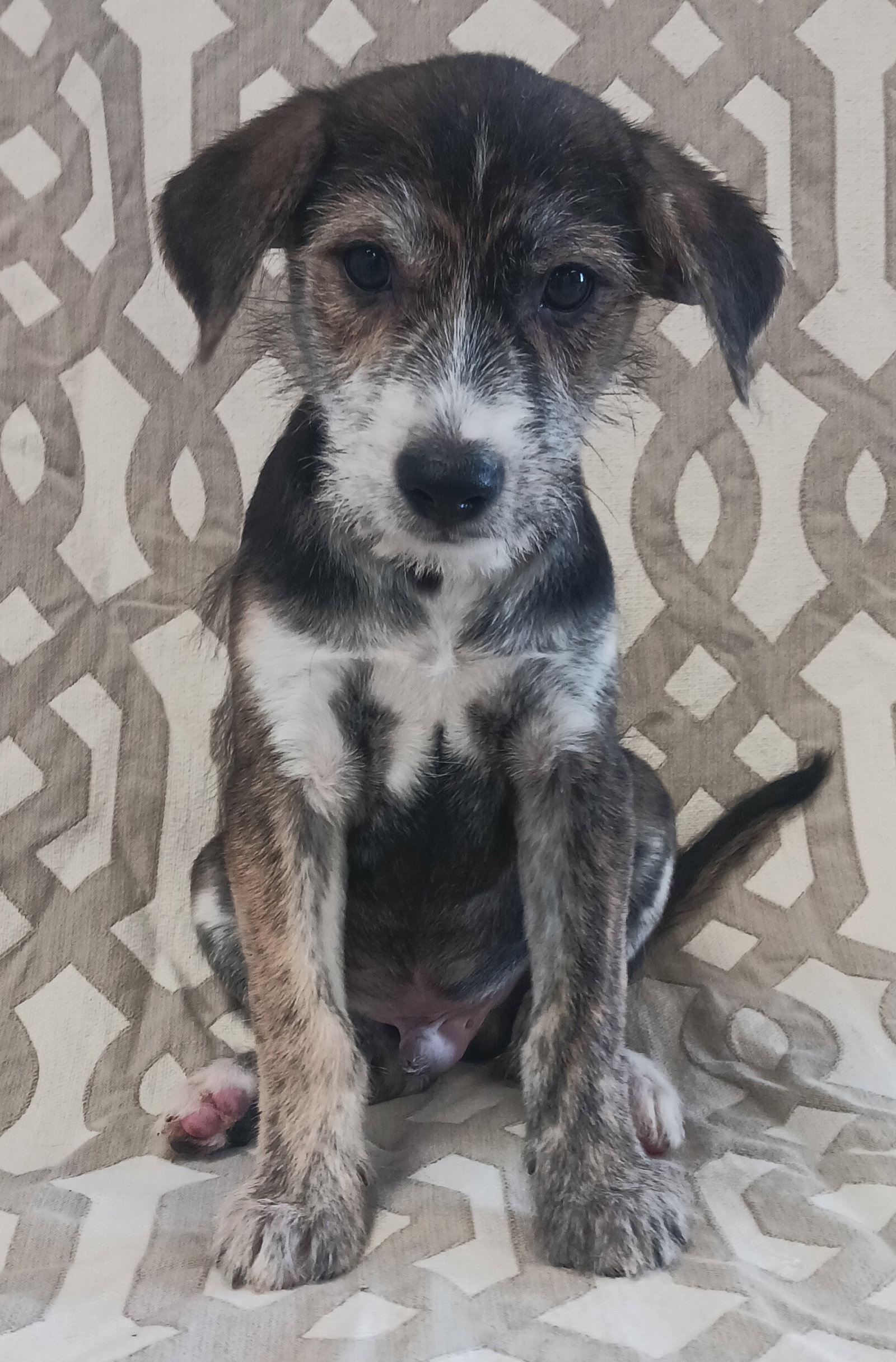 Border Terrier Schnauzer Mix