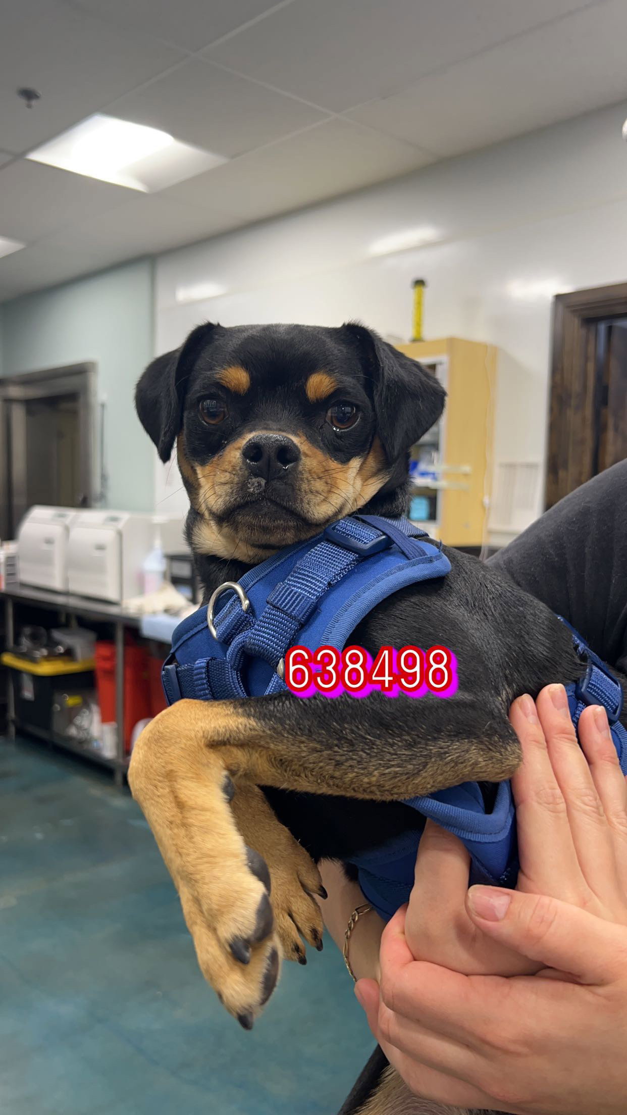 Dog for Adoption - LINDA, a Pug in Sutter, CA | Alpha Paw